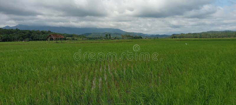 Green rice fields stock image. Image of nature, steppe - 271193879