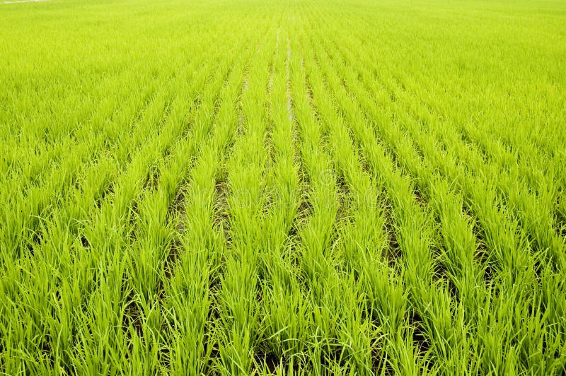 Green rice fields stock image. Image of farmer, environment - 3518385