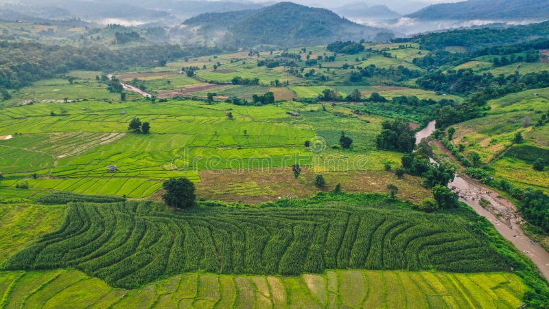 Green Rice Fields from Above in Pai Stock Image - Image of nature, food ...