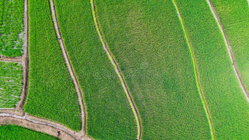Green Rice Fields from Above in Pai Stock Photo - Image of asia, valley ...