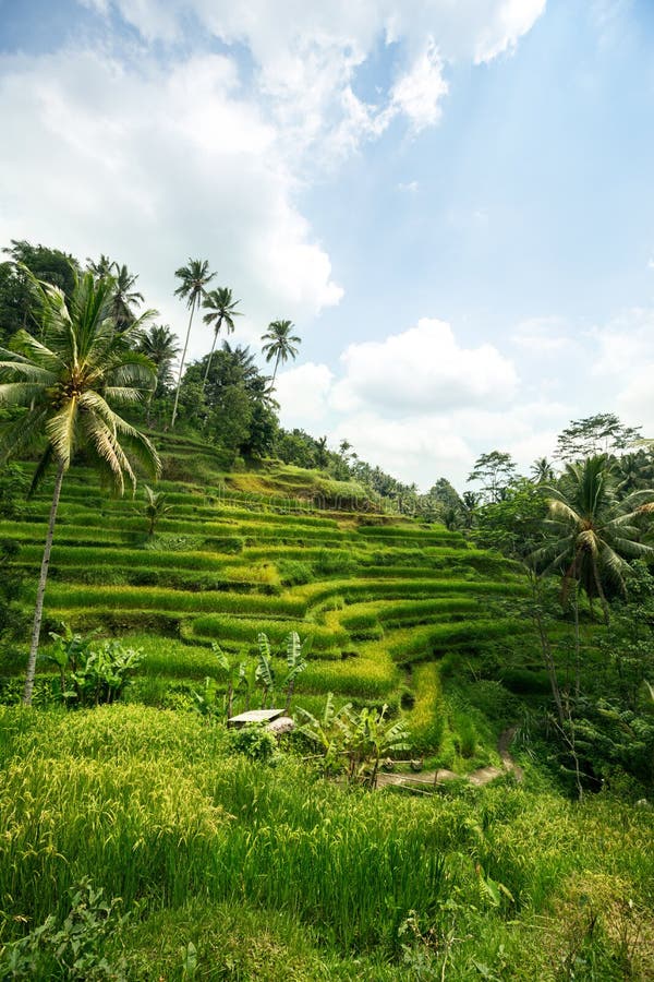 Green Rice Fields on Bali Island Stock Image - Image of farm, organic ...