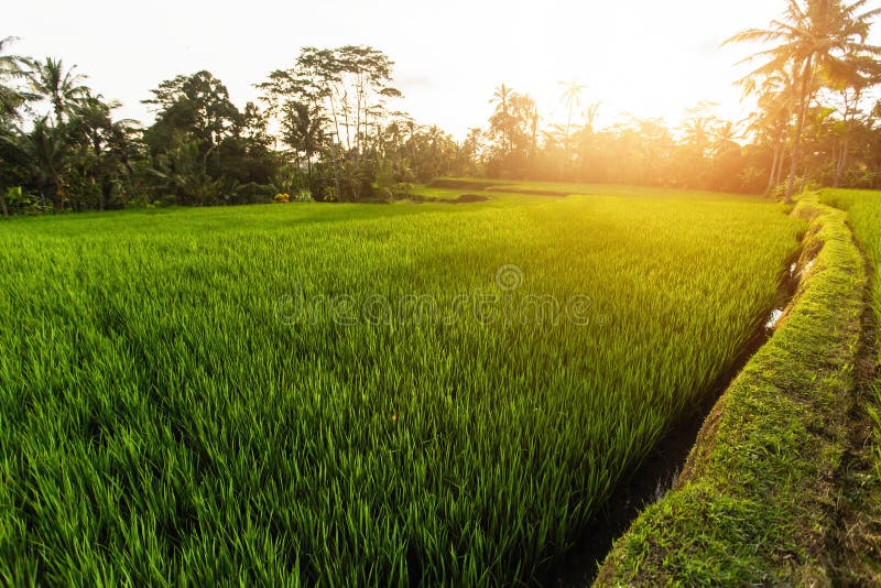 Green Rice Fields in Bali Island, Indonesia.Nature. Stock Image - Image ...