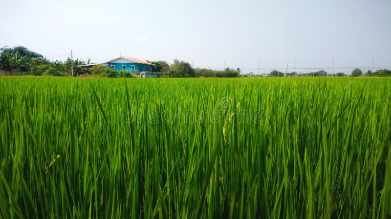 Green rice fields stock photo. Image of fields, beautiful - 138738848