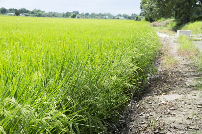 Green Rice fields stock image. Image of meadow, grassy - 76854925