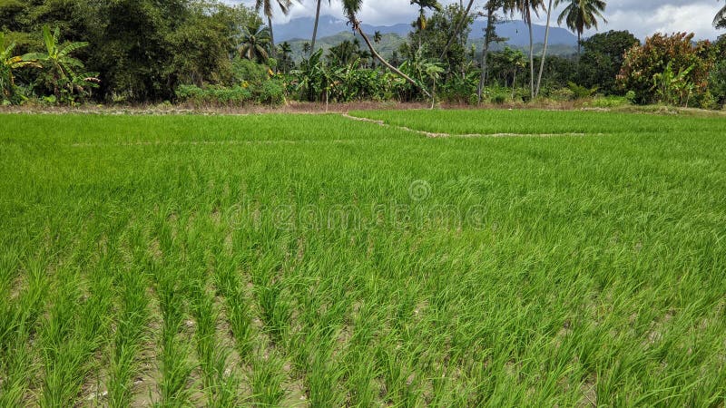 Green Rice Fields in a Beautiful Village Stock Photo - Image of ...