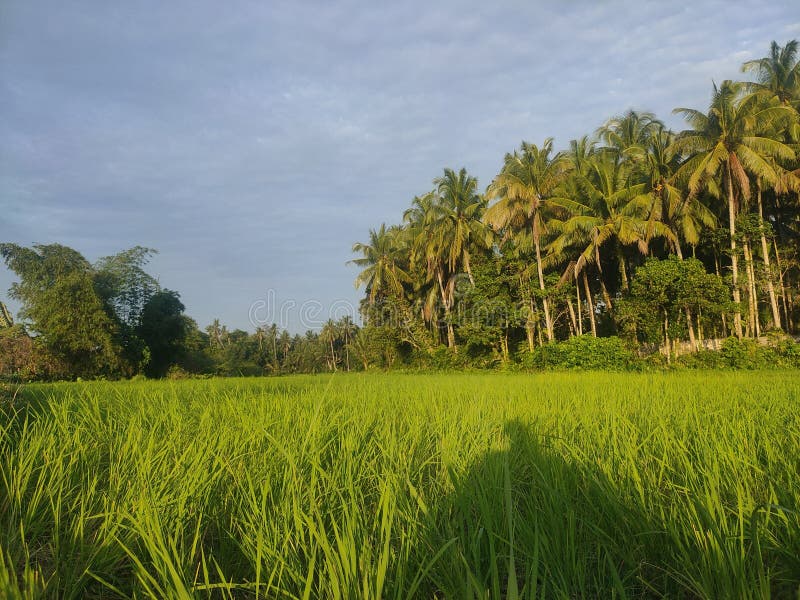 Green Rice Fields Behind the House Stock Image - Image of fields, house ...