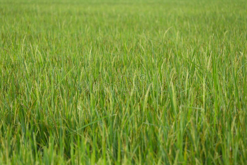 Green Rice Fields are in Bloom Stock Image - Image of plant, landscape ...