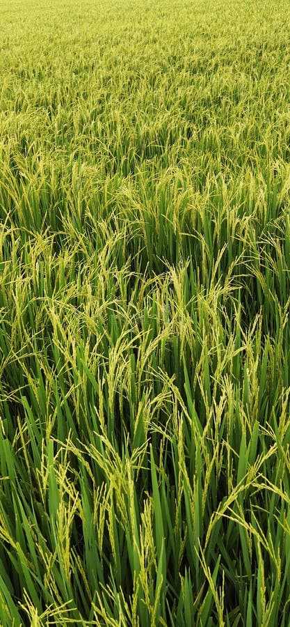 The Green Rice Fields are Blooming. Stock Photo - Image of produce ...