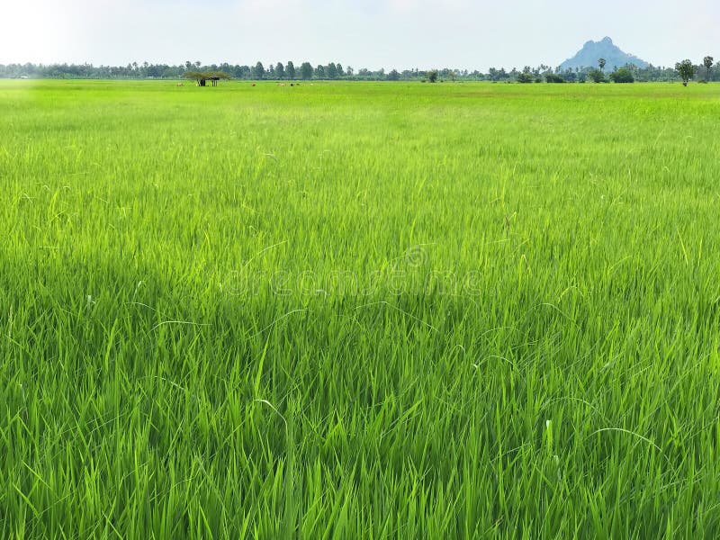 Green Rice Fields on Blue Sky Background. Stock Photo - Image of time ...