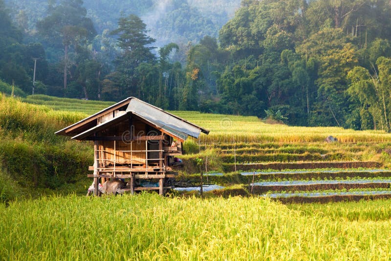 Green Rice Fields in the Central Valley. Stock Photo - Image of flower ...