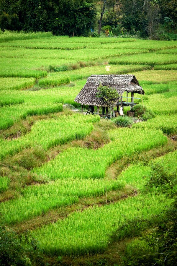 Green Rice Fields in the Central Valley. Stock Image - Image of happy ...