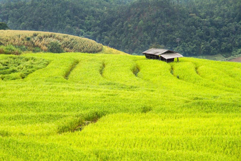 Green Rice Fields in the Central Valley. Stock Image - Image of nice ...