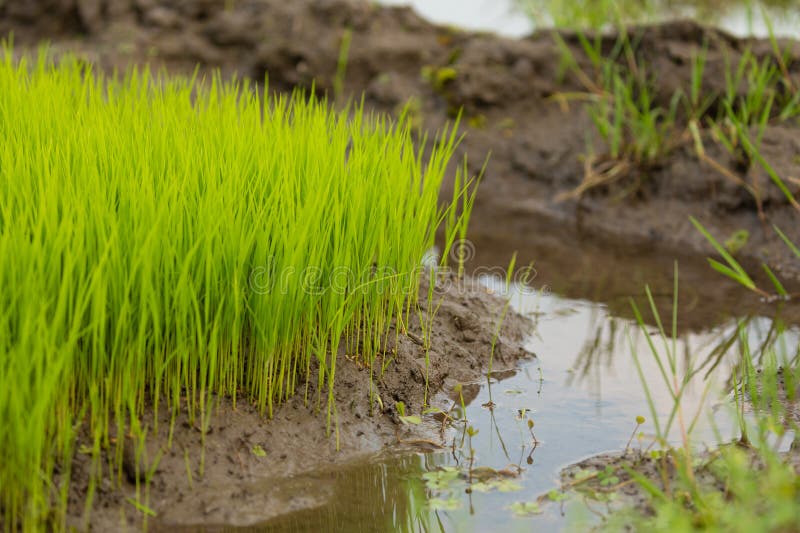 Green Rice Fields, Cereal Cultivation in Wet Soil, East Java, Indonesia ...