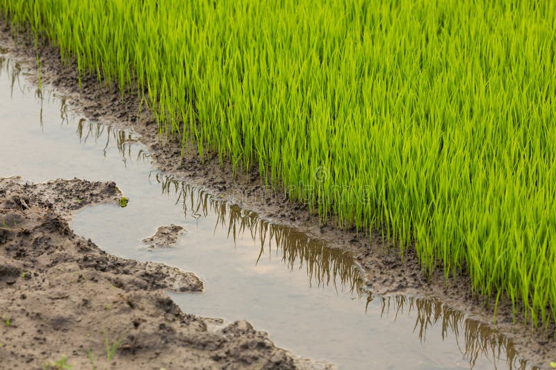 Green Rice Fields, Cereal Cultivation in Wet Soil, East Java, Indonesia ...