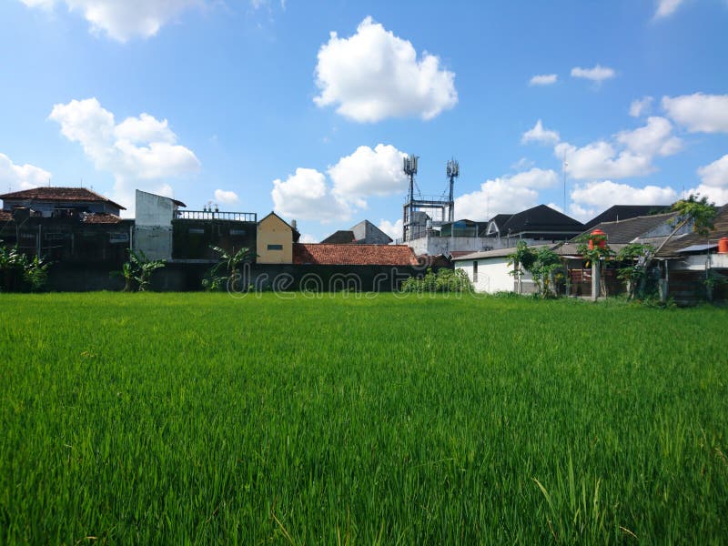 Green Rice Fields in the City Stock Image - Image of sawah, pada: 177777509
