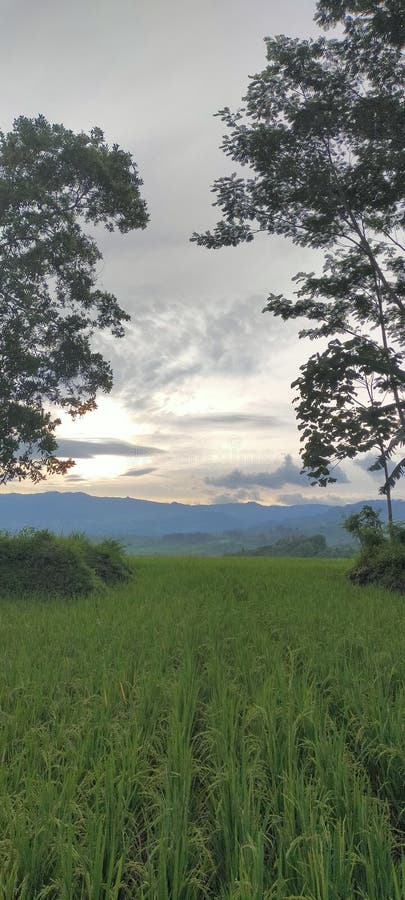 Green Rice Fields in the Cool Mornings Stock Image - Image of fields ...