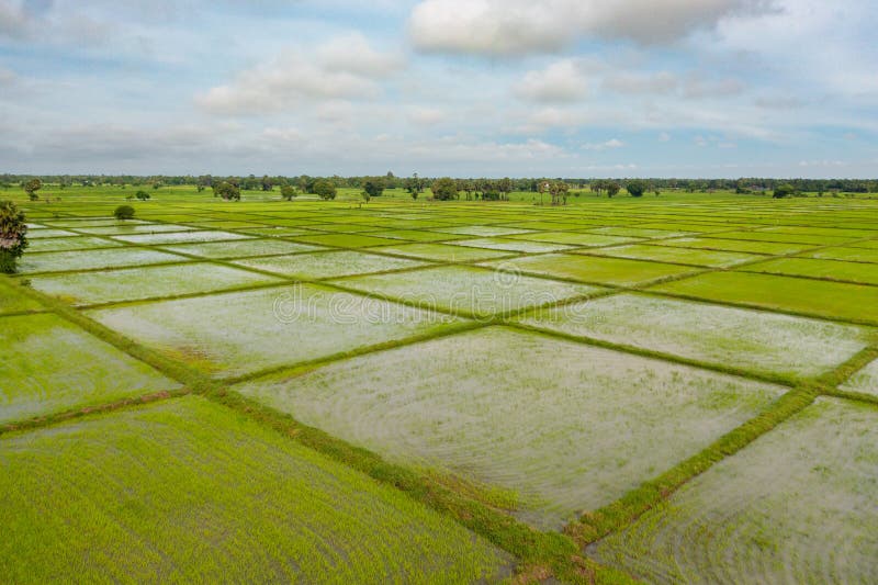 Rice fields in Sri Lanka. stock image. Image of harvest - 252592071