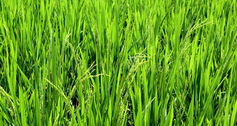 Green Rice in the Fields during the Day. Green Rice Stock Image - Image ...
