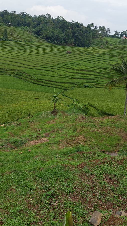 Green Rice Fields from a Distance Stock Photo - Image of branch ...