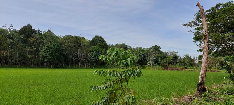 Green Rice Fields on the Edge of the Urban Forest Stock Image - Image ...