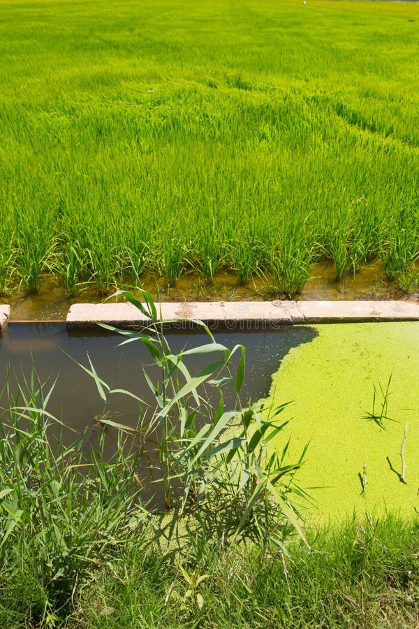 Green Rice Fields in El Saler Valencia Stock Photo - Image of plant ...