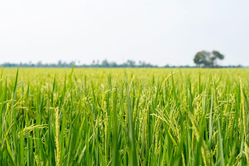 Green Rice Fields are on Farms in Thailand Stock Image - Image of ...