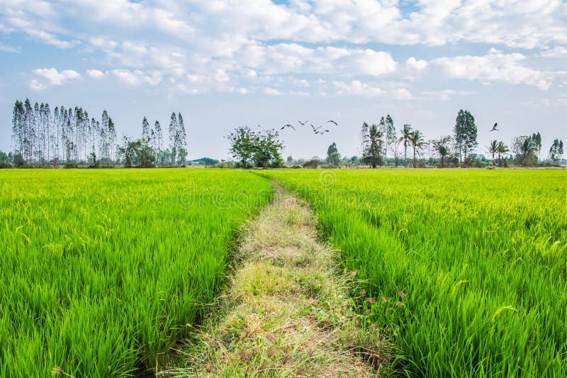 Green Rice Fields and Flocks of Birds Flying Stock Photo - Image of ...