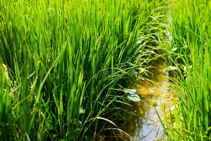 Rice paddock - an Dinh stock photo. Image of farming - 168503170