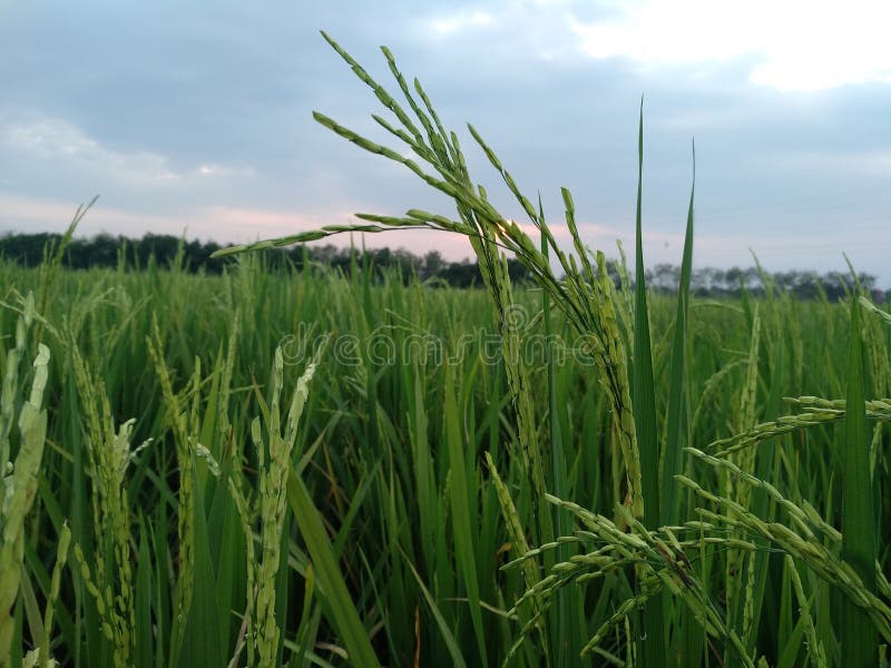 Green Rice Fields with Heavy Growing Rice Stock Photo - Image of heavy ...