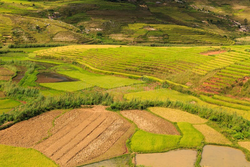 Green Rice Fields on Hills in Central Madagascar Stock Photo - Image of ...