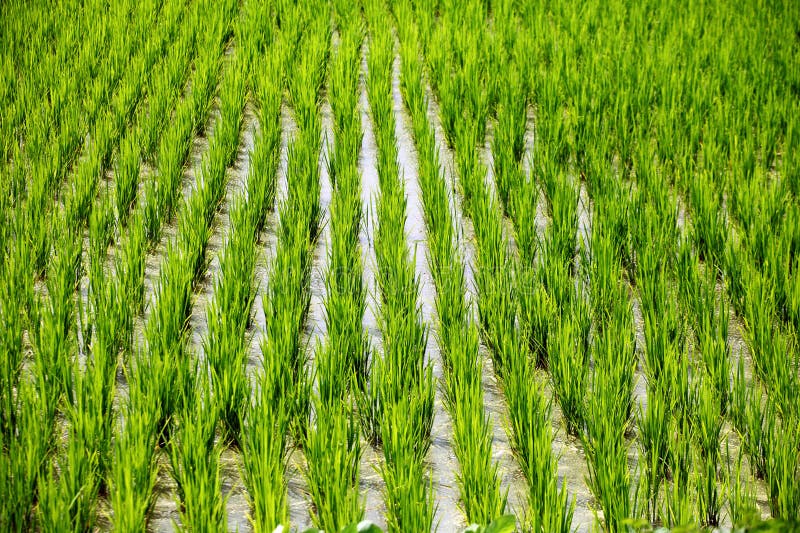 Green Rice Fields in the Jointing Stage in June Stock Image - Image of ...