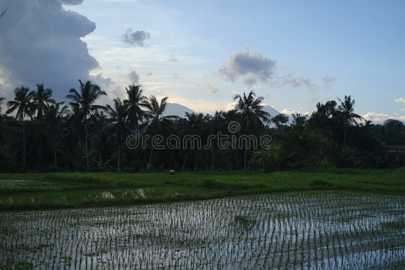 Green Rice Fields with Jungle and Palm Trees in Background Stock Image ...