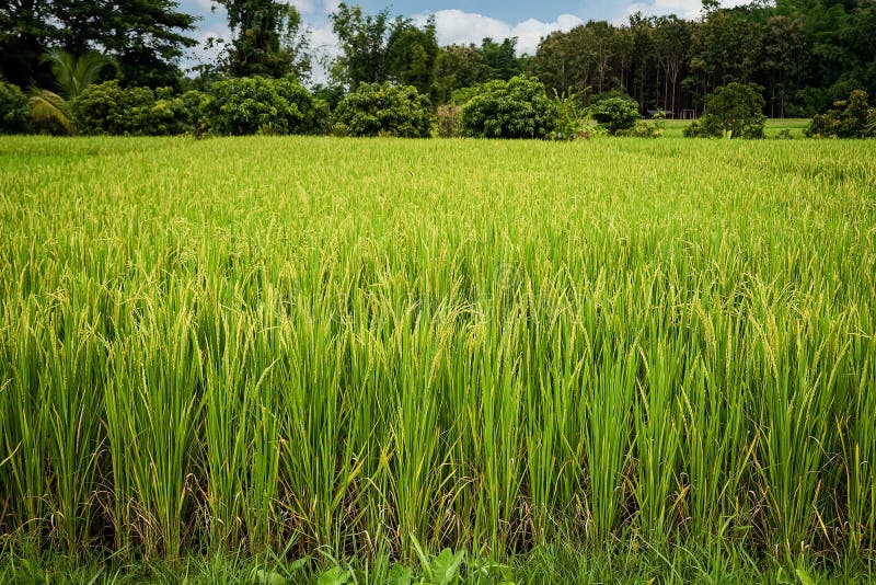 Green rice fields stock photo. Image of asian, cereal - 258419654