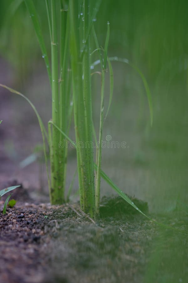 Green Rice Fields with Morning Dew Drops Stock Image - Image of produce ...