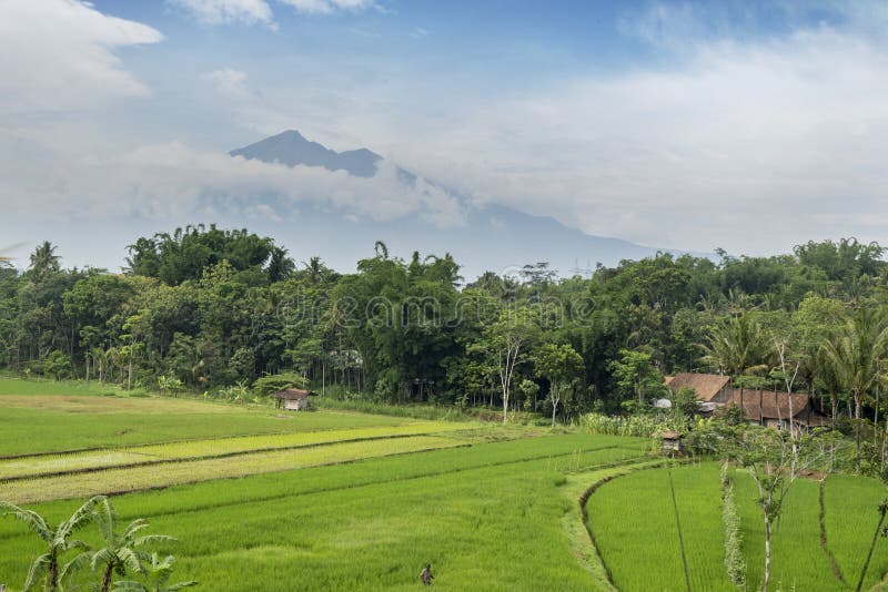 Green Rice Fields with Mountain View Stock Image - Image of rice ...