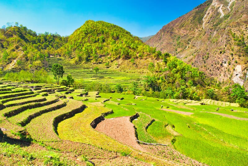 Rice Fields in the Himalayan Hills Stock Image - Image of fields, food ...
