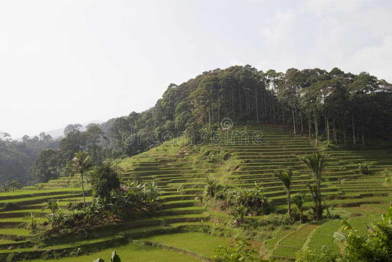 The Green Rice Fields in the Mountains with Terraced Technique are Very ...