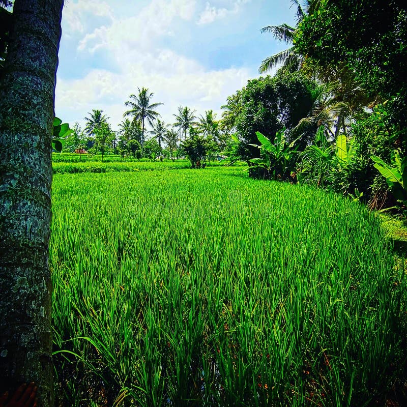 Green Rice Fields in My Hometown Stock Image - Image of leaf, woodland ...