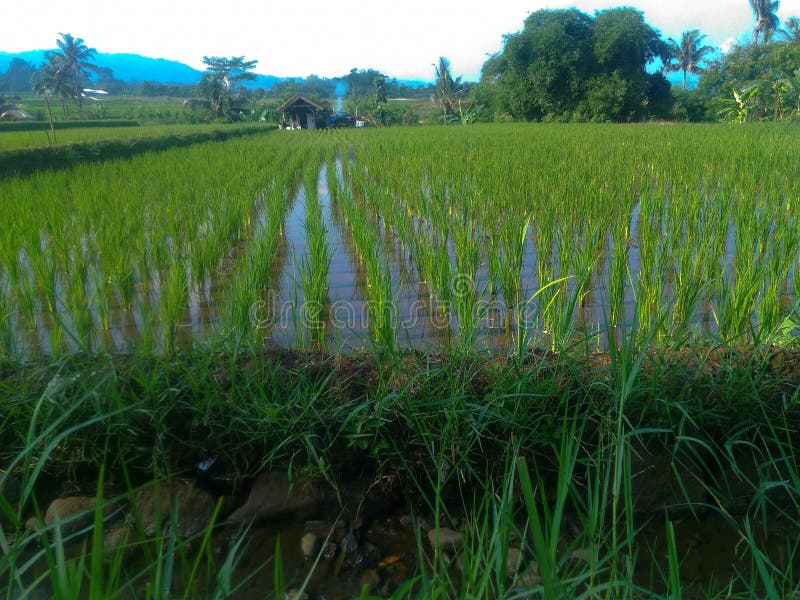 Green rice fields stock photo. Image of green, rice - 154306314