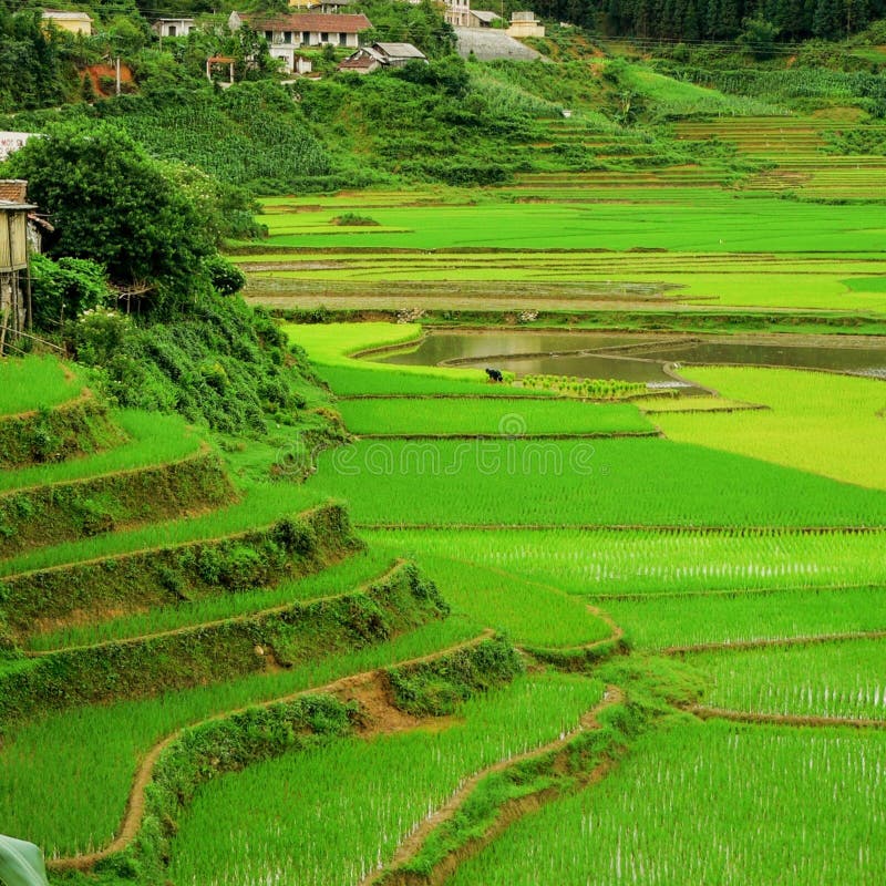 Green Rice Fields in Northen Vietnam Sapa Stock Photo - Image of fields ...