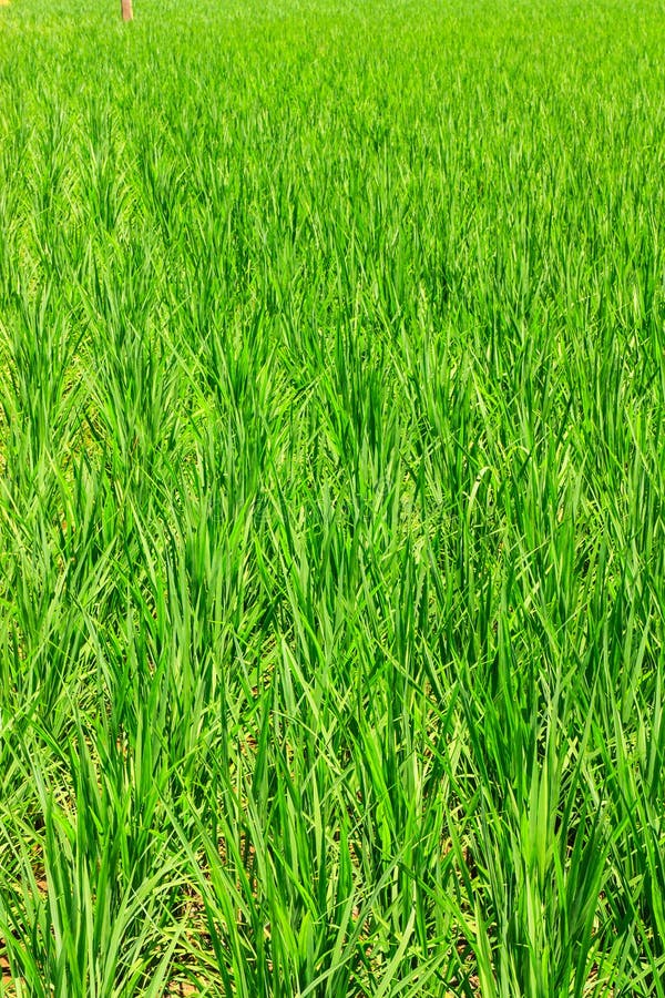 Green rice fields stock photo. Image of idyllic, farming - 31237720