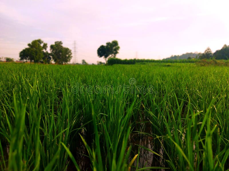 Green Rice Fields Photo - Indonesia Stock Image - Image of farm, food ...