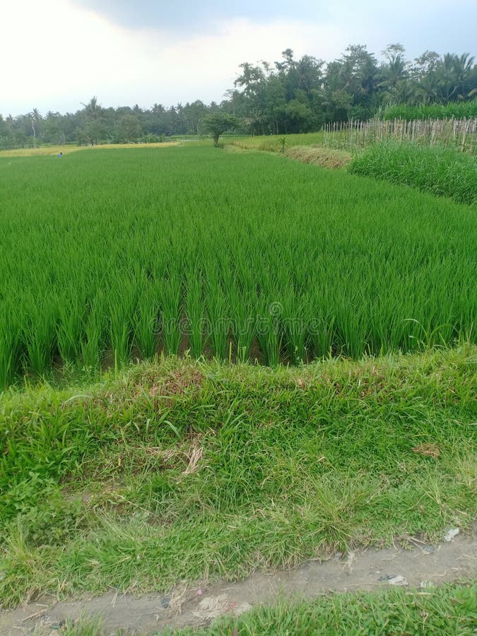 Green Rice Fields Pictures Suitable for Home Screen Pictures Stock ...