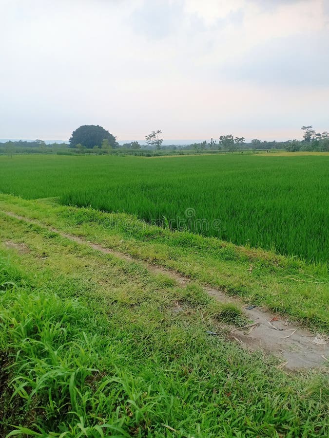 Green Rice Fields Pictures Suitable for Home Screen Pictures Stock ...