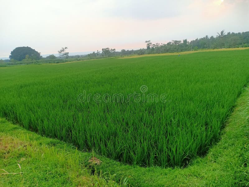 Green Rice Fields Pictures Suitable for Home Screen Pictures Stock ...