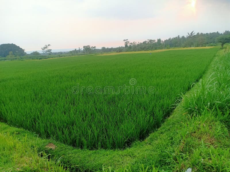 Green Rice Fields Pictures Suitable for Home Screen Pictures Stock ...