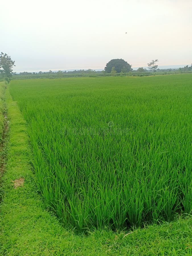 Green Rice Fields Pictures Suitable for Home Screen Pictures Stock ...