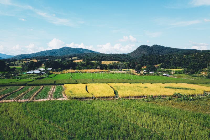 Green Rice Fields in the Green Season Stock Photo - Image of rice ...