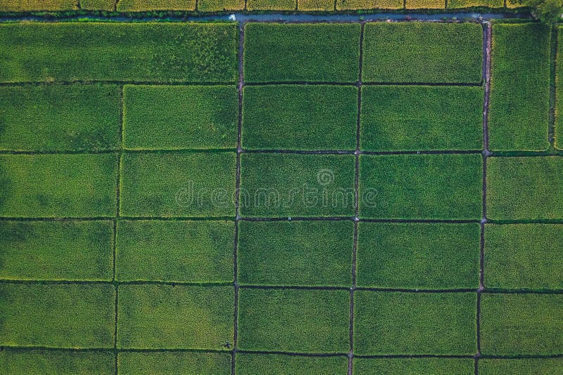 Green Rice Fields in the Green Season Stock Photo - Image of farm, asia ...