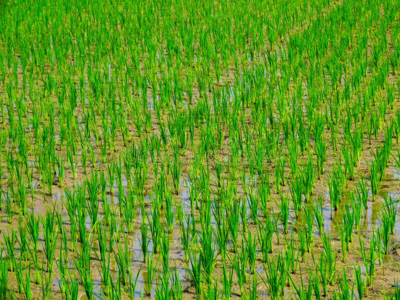 Green Rice Fields on a Sunny Morning Stock Image - Image of bali ...